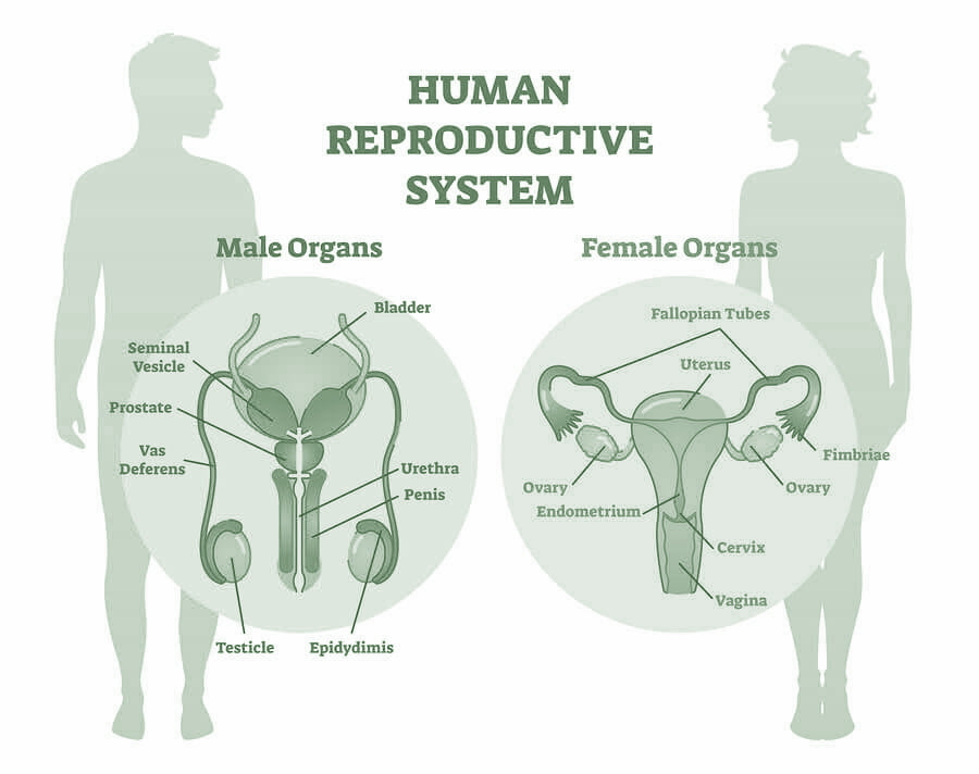 Understanding Reproductive Systems – SunshineVitamins.com