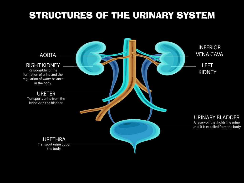Understanding Urinary Systems – SunshineVitamins.com