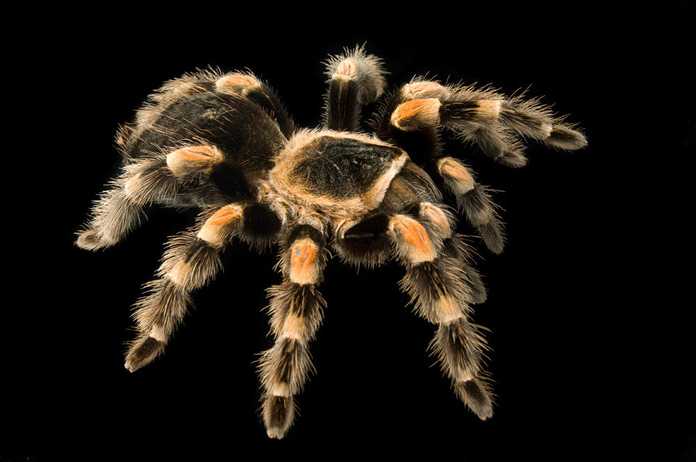 How to Handle Bites, Stings and Poisons – SunshineVitamins.com